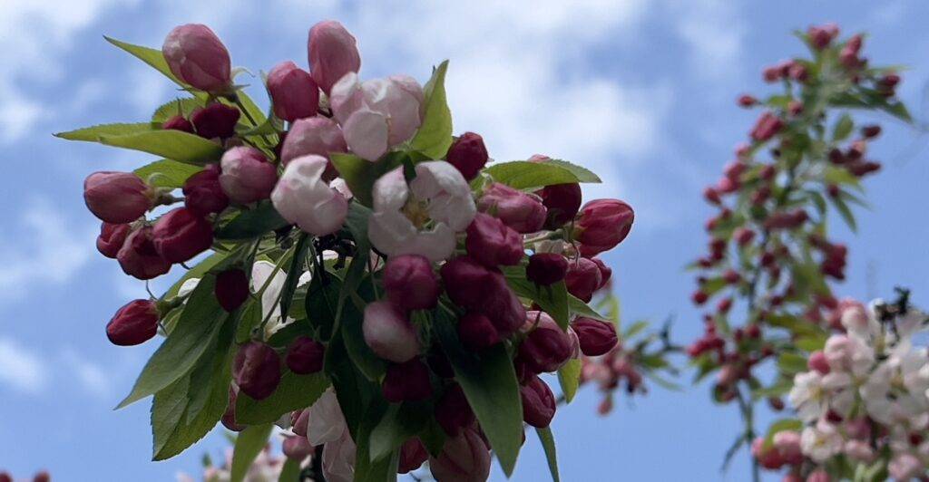 Historic Garden Inspiration & National Trust Blossom | Westminster Stone